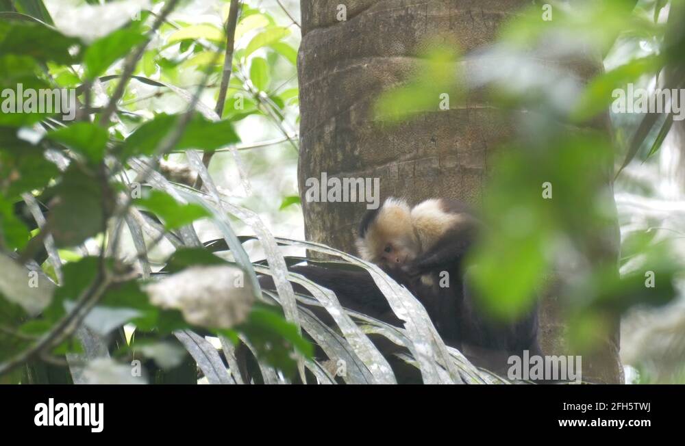 Parasites in jungle Stock Videos & Footage - HD and 4K Video Clips - Alamy
