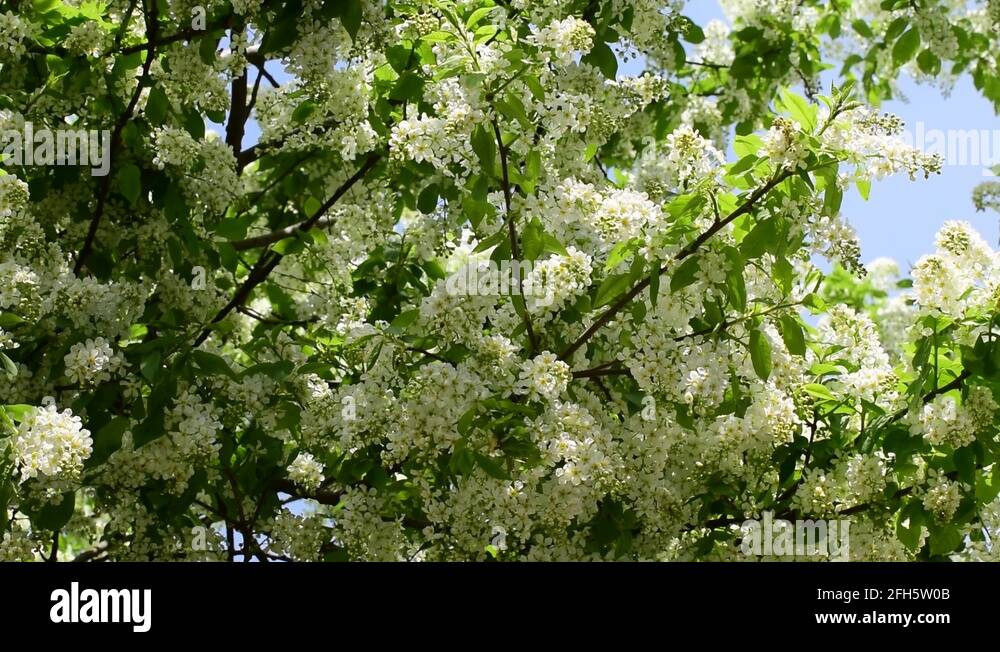 Drooping white flowers Stock Videos & Footage - HD and 4K Video Clips ...