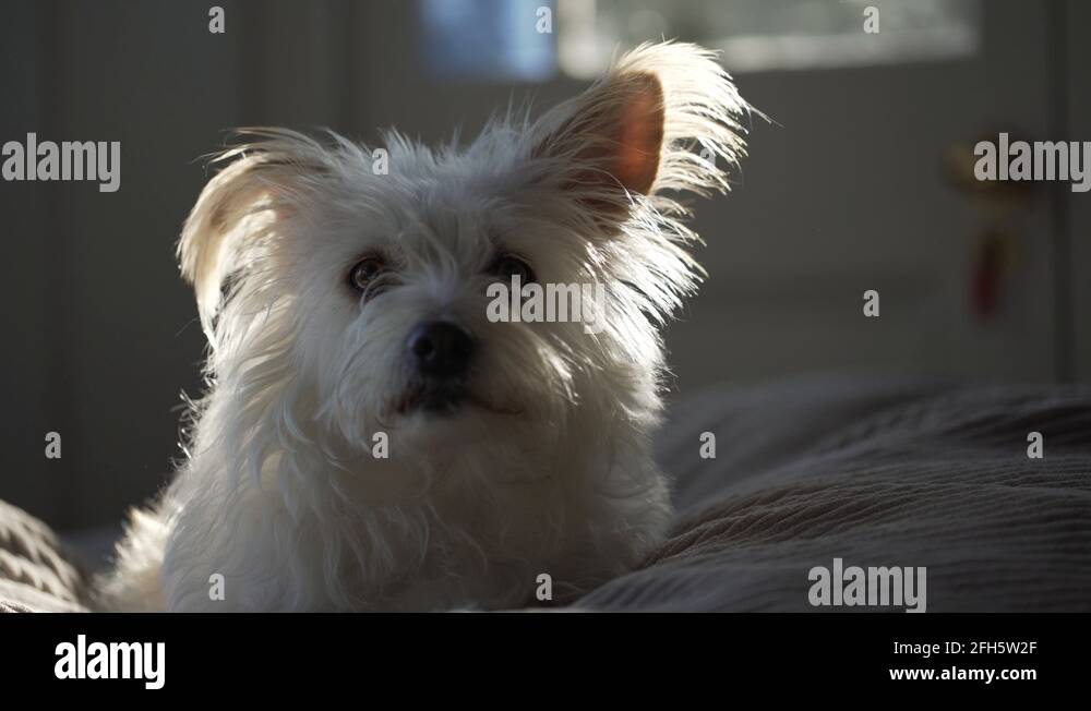 Scruffy dog Stock Videos & Footage - HD and 4K Video Clips - Alamy