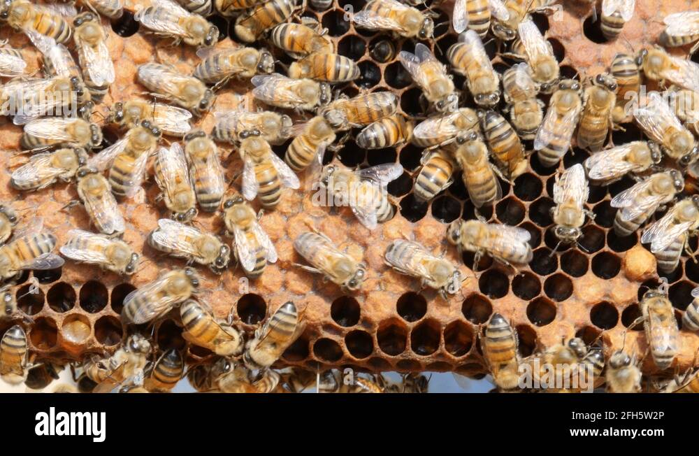 Beehive in the apiary. Bees collect nectar . Life inside the hive Stock ...