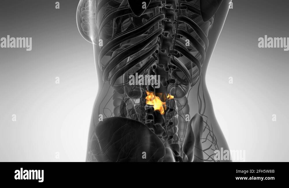 SPINE bone skeleton x-ray scan Stock Video Footage - Alamy