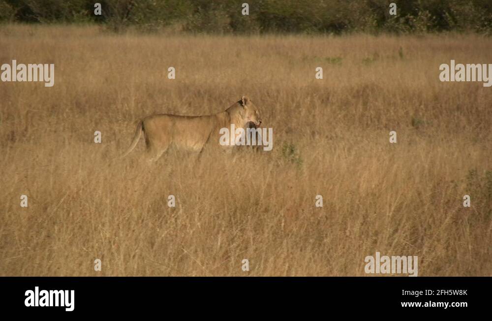 Part lion Stock Videos & Footage - HD and 4K Video Clips - Alamy