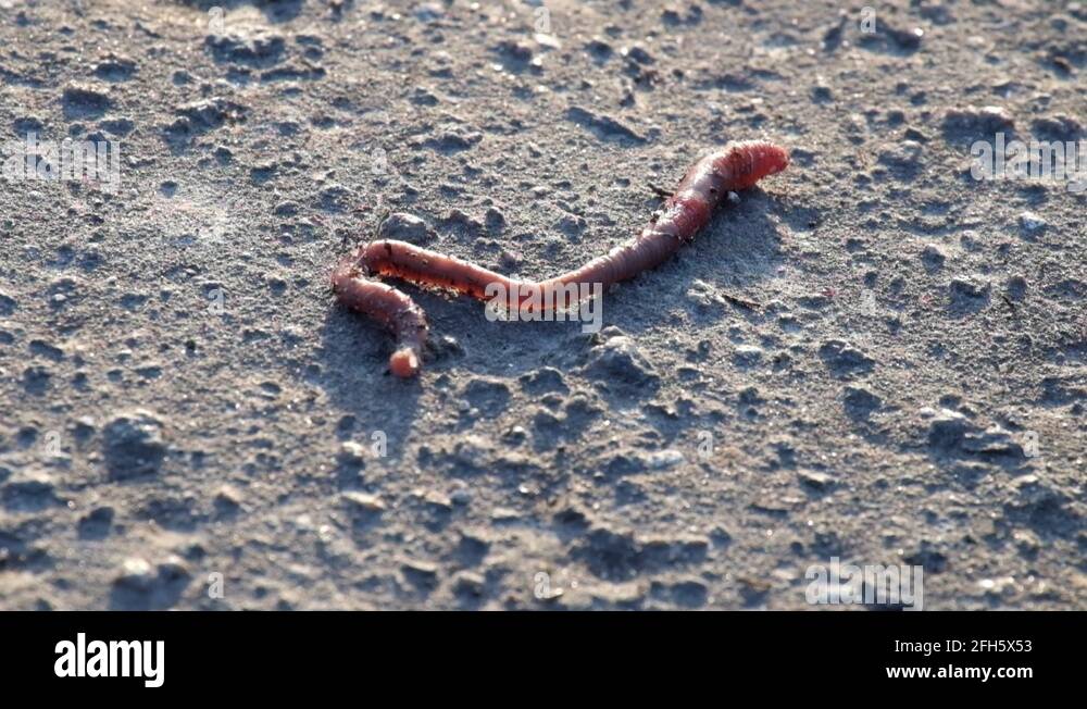 Nightcrawler lumbricus terrestris Stock Videos & Footage - HD and 4K ...