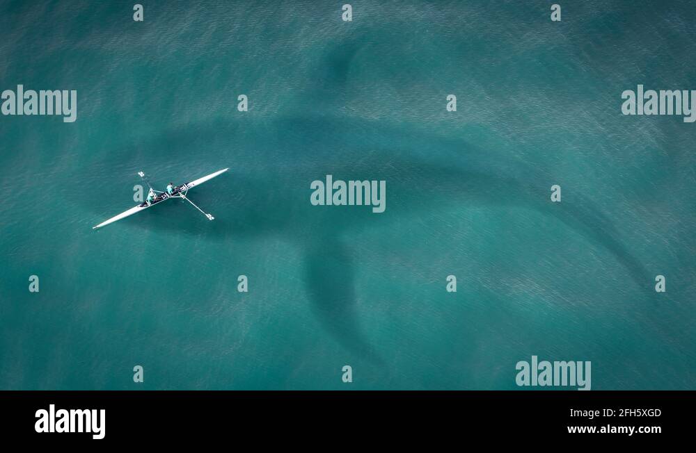 Kayak whale Stock Videos & Footage - HD and 4K Video Clips - Alamy