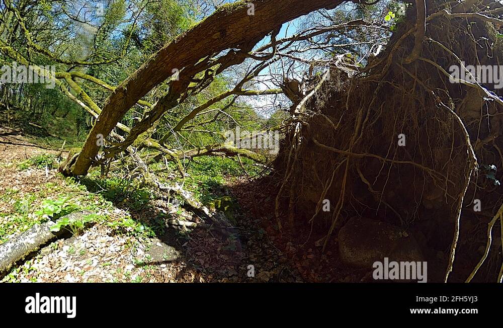 A 360 panorama taken beside a big uprooted tree in an old forest Stock ...