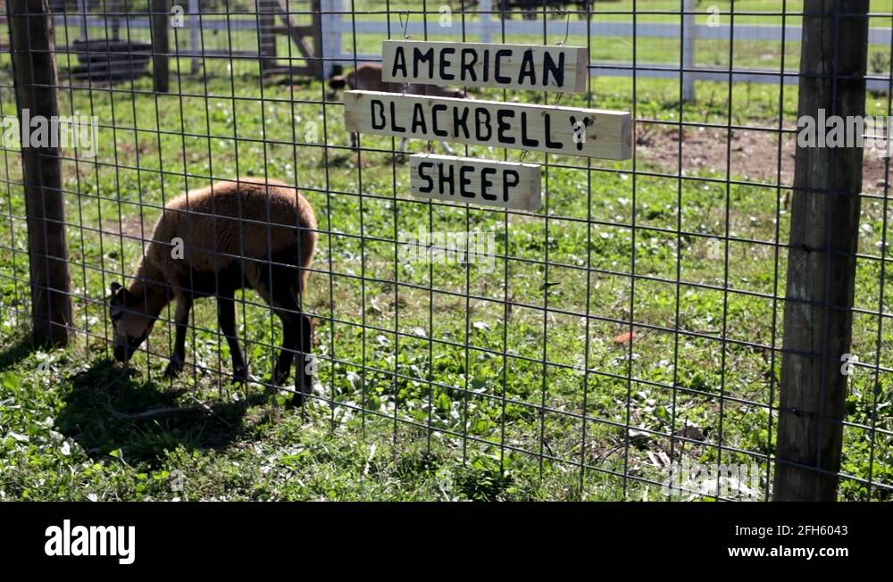 American sheep Stock Videos & Footage - HD and 4K Video Clips - Alamy