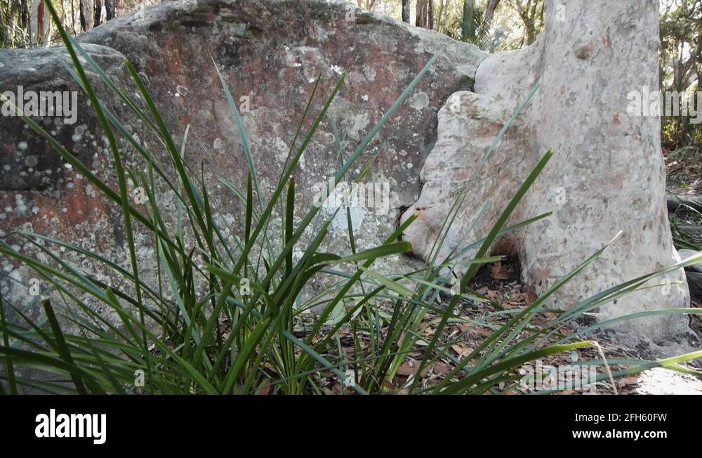 Eucalyptus tree roots Stock Videos & Footage - HD and 4K Video Clips ...
