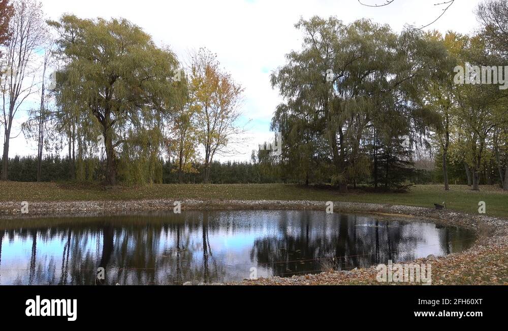 Pond in front of trees Stock Videos & Footage - HD and 4K Video Clips ...