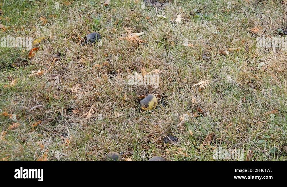 Plant bruise Stock Videos & Footage - HD and 4K Video Clips - Alamy
