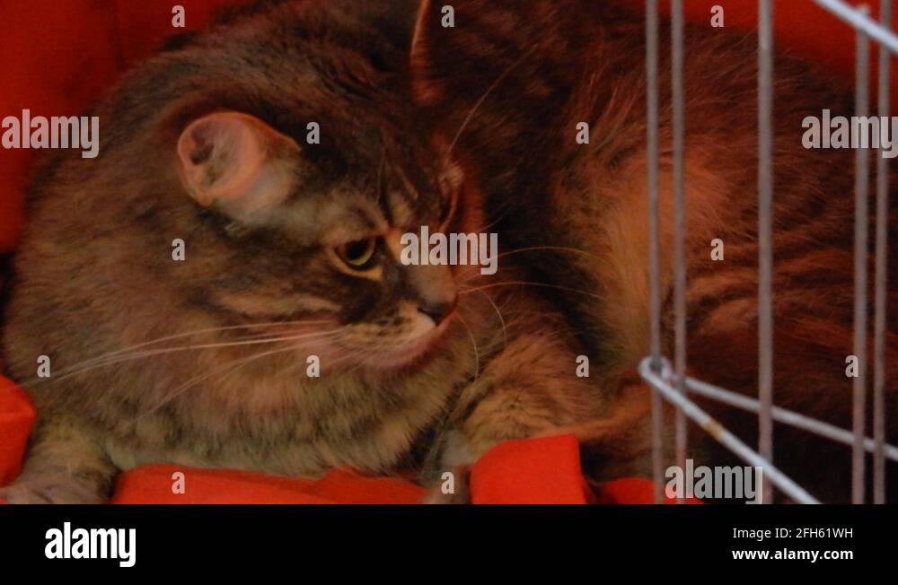 Cage sheet Stock Videos & Footage - HD and 4K Video Clips - Alamy