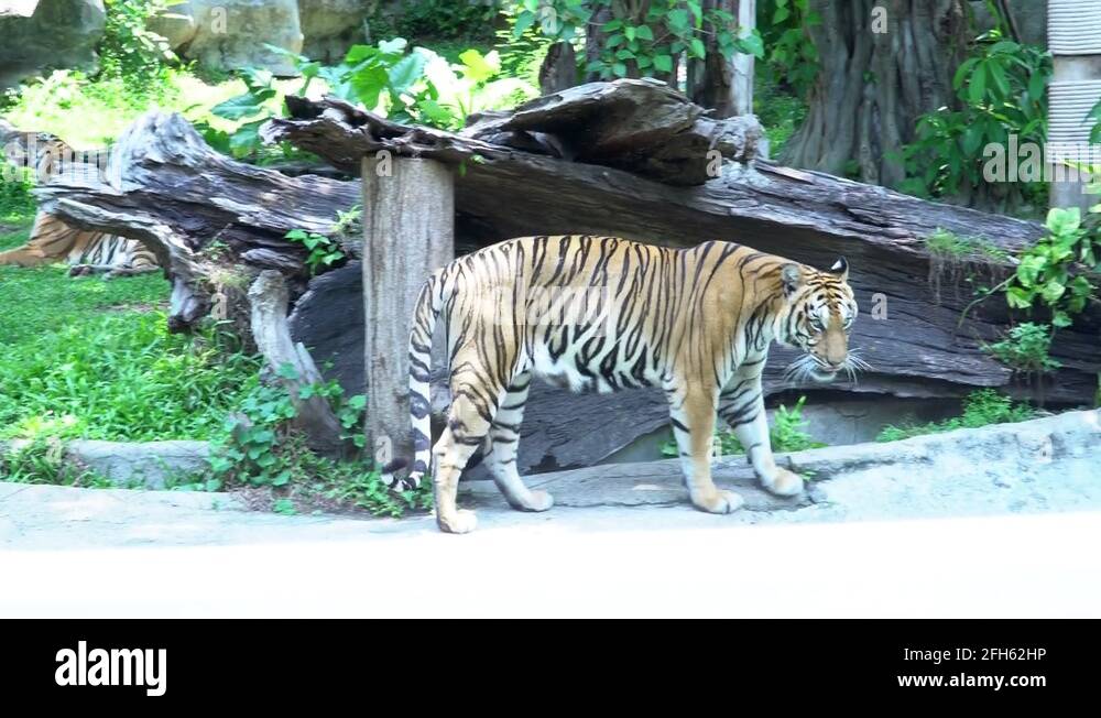 Tiger food zoo Stock Videos & Footage - HD and 4K Video Clips - Alamy