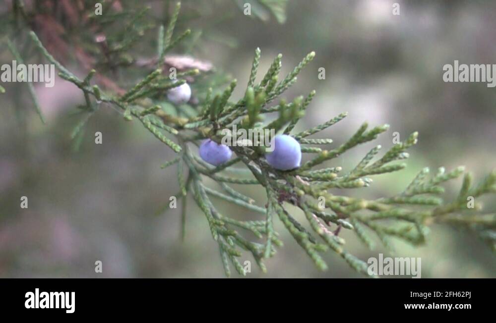 Cones of juniperus communis Stock Videos & Footage - HD and 4K Video ...