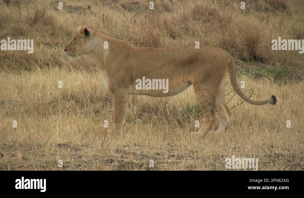 lioness in a hunt Stock Video Footage - Alamy