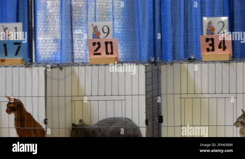 Competition numbers Stock Videos & Footage - HD and 4K Video Clips - Alamy