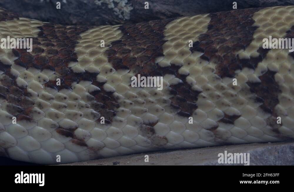 Patterned snakes Stock Videos & Footage - HD and 4K Video Clips - Alamy