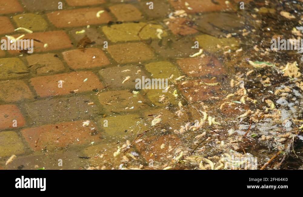 Spring water fish Stock Videos & Footage - HD and 4K Video Clips - Alamy