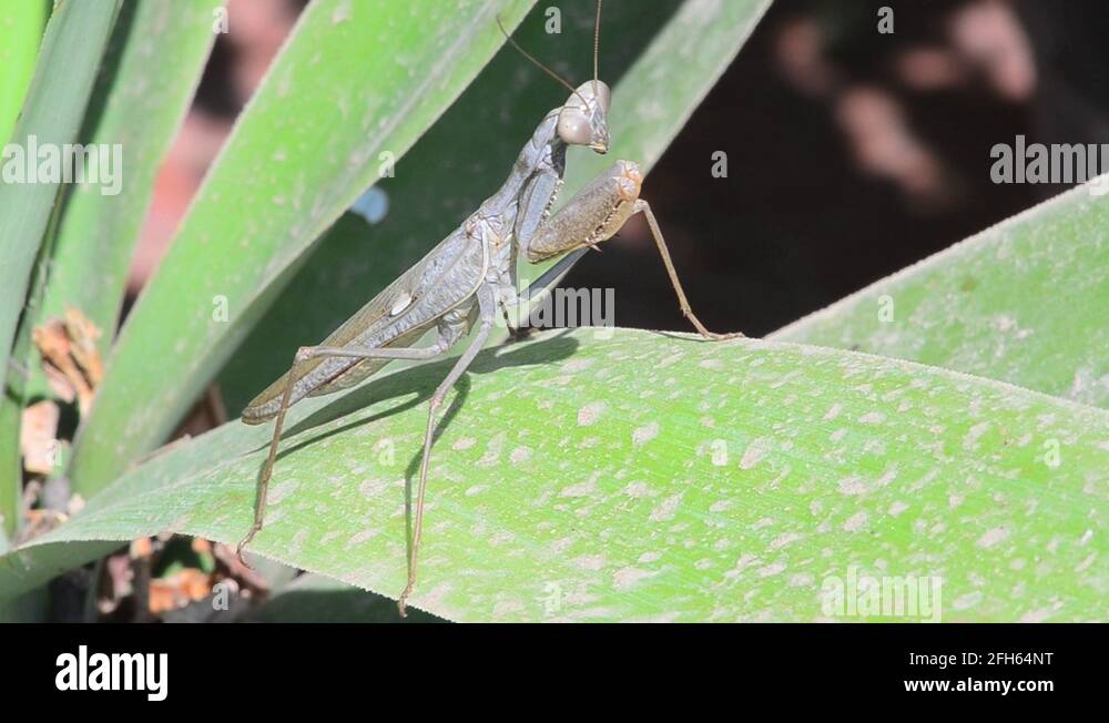 Praying Mantis Insect in Nature Stock Video Footage - Alamy