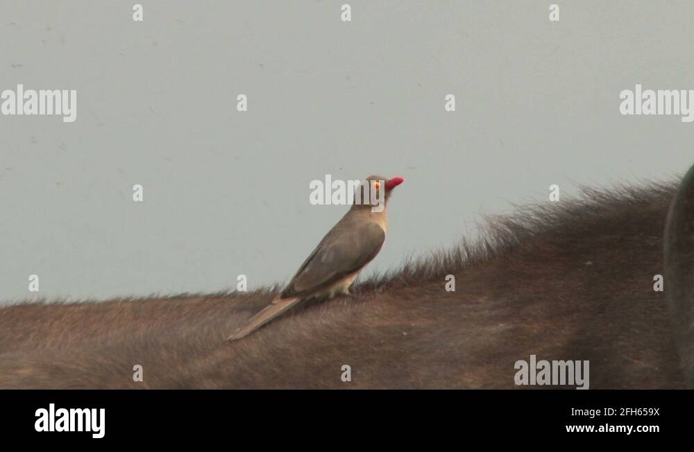 Tick on bird Stock Videos & Footage - HD and 4K Video Clips - Alamy