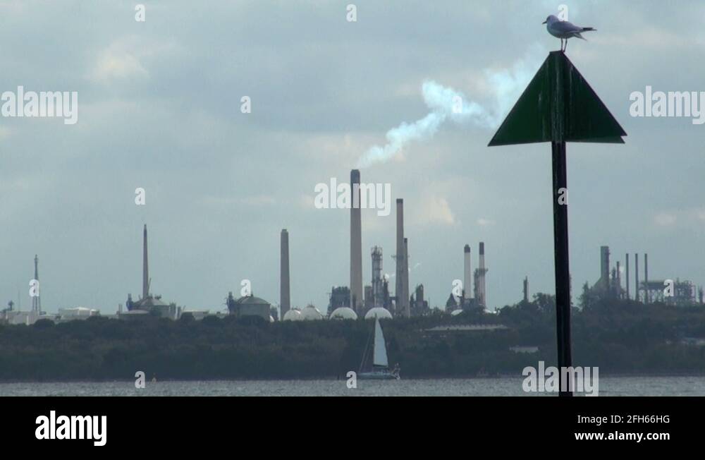 Birds bird air pollution Stock Videos & Footage - HD and 4K Video Clips ...