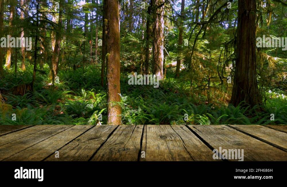 Rainforest floor background Stock Videos & Footage - HD and 4K Video ...