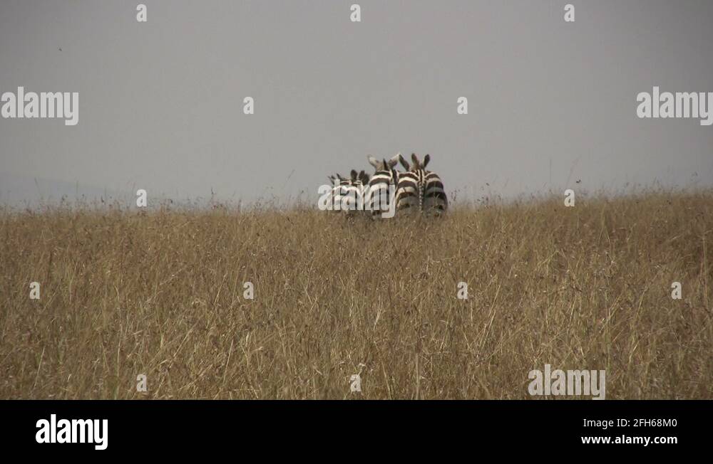 From facing Stock Videos & Footage - HD and 4K Video Clips - Alamy