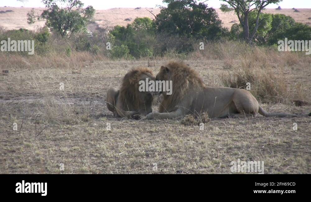 Two lions roaring Stock Videos & Footage - HD and 4K Video Clips - Alamy