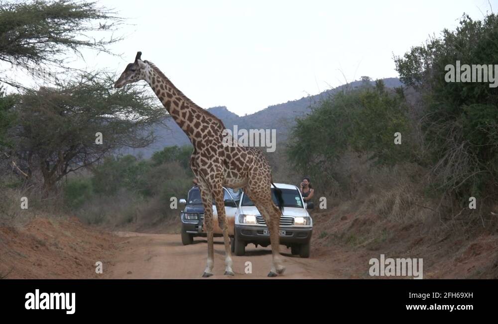 Animal blocking road Stock Videos & Footage - HD and 4K Video Clips - Alamy