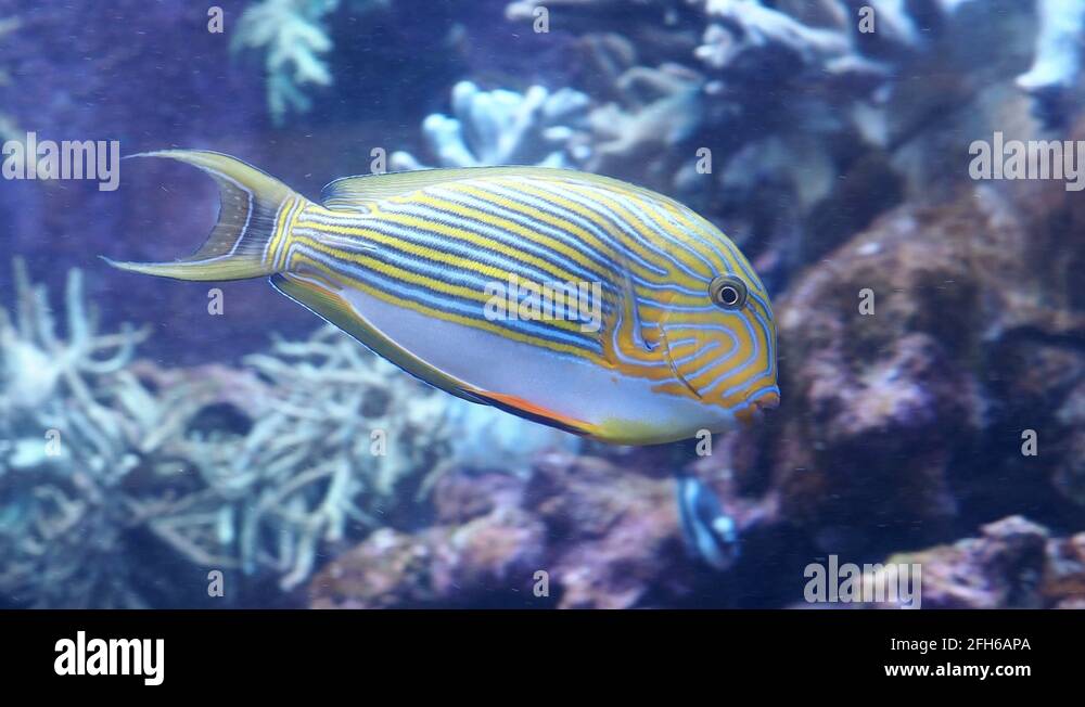 Acanthurus lineatus Stock Videos & Footage - HD and 4K Video Clips - Alamy