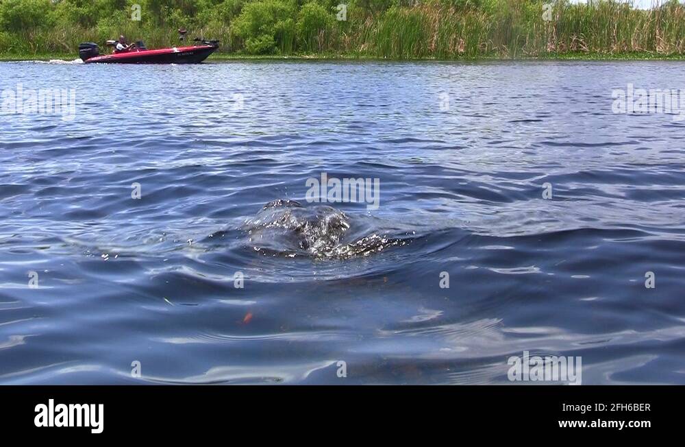 Alligator boat Stock Videos & Footage - HD and 4K Video Clips - Alamy