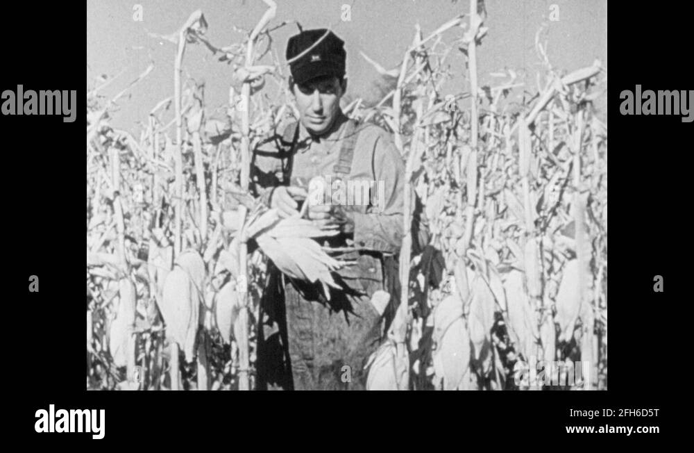1960s: Cornfield. Man breaks cob in half and tastes corn. Men in ...