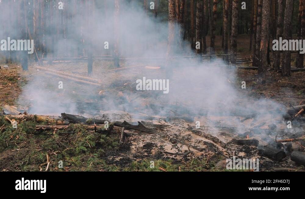 Forest fire, sawn trees burn and smoke after wood deforestation ...