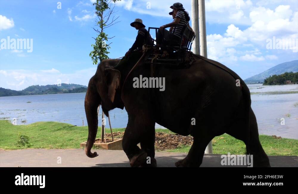 Vietnam elephant ride Stock Videos & Footage - HD and 4K Video Clips ...