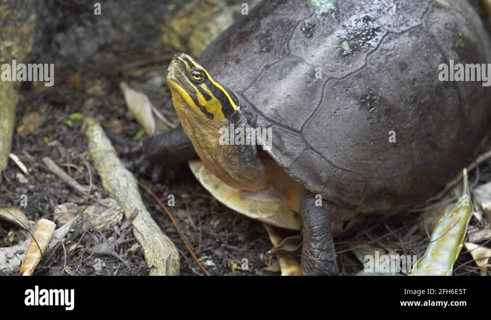 Southeast asian box turtle Stock Videos & Footage - HD and 4K Video ...