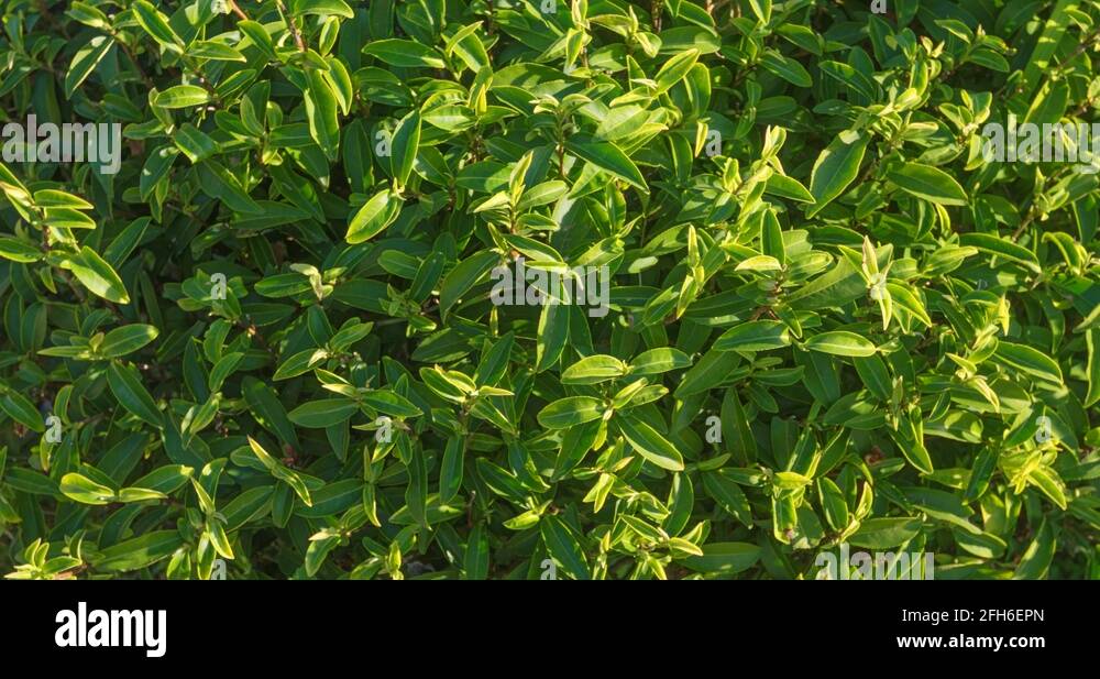 Tea trees Stock Videos & Footage - HD and 4K Video Clips - Alamy