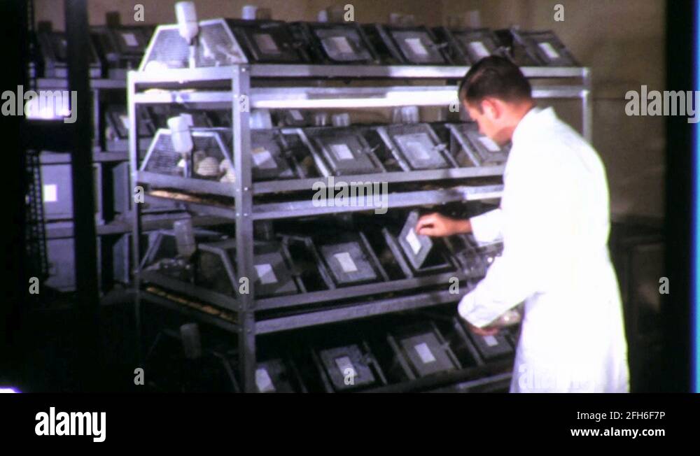 1970s Man Scientist Laboratory Grabs LAB RATS Experiment Vintage Old ...