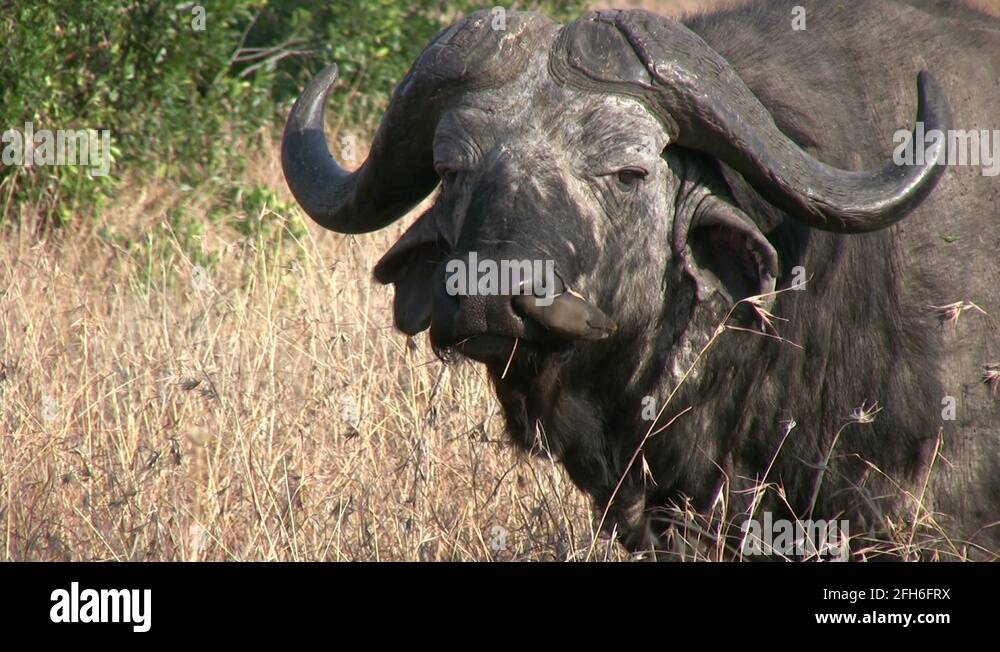 Nose block Stock Videos & Footage - HD and 4K Video Clips - Alamy