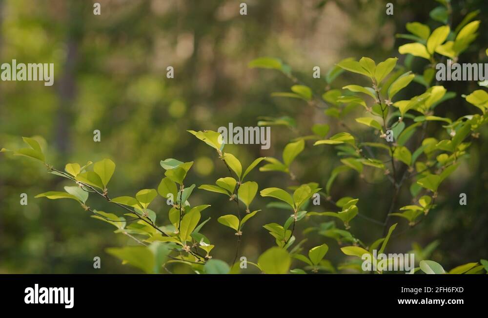Broad leafed tree Stock Videos & Footage - HD and 4K Video Clips - Alamy