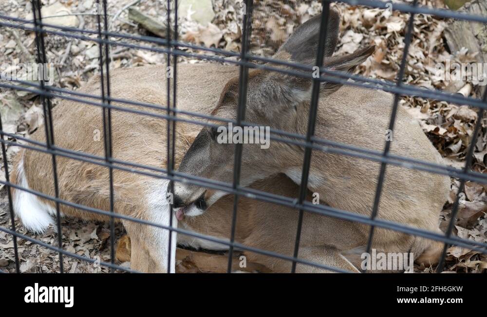 Cage fence Stock Videos & Footage - HD and 4K Video Clips - Alamy