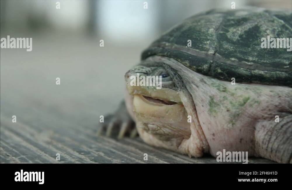 Angry turtle Stock Videos & Footage - HD and 4K Video Clips - Alamy