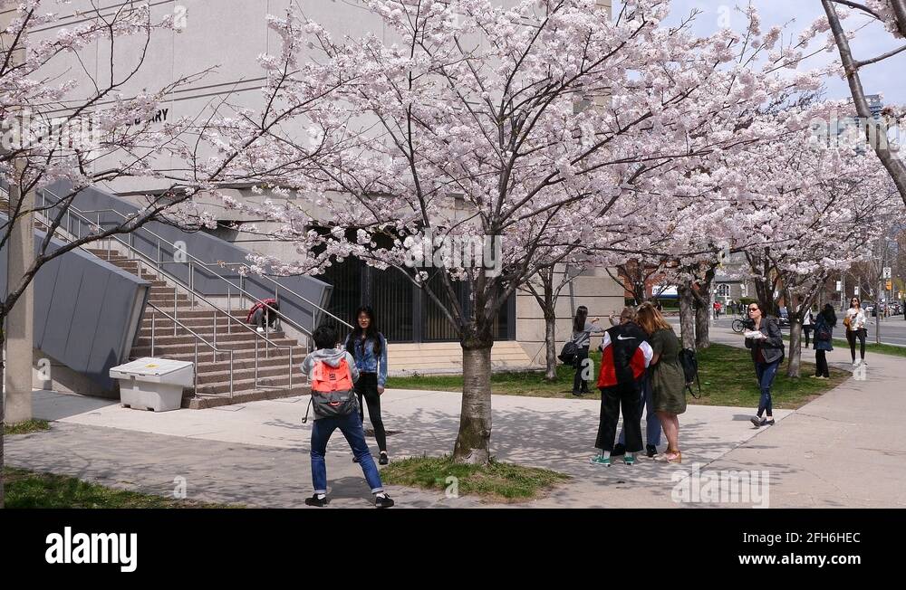 Cherry blossoms trees at University of Toronto campus Stock Video ...