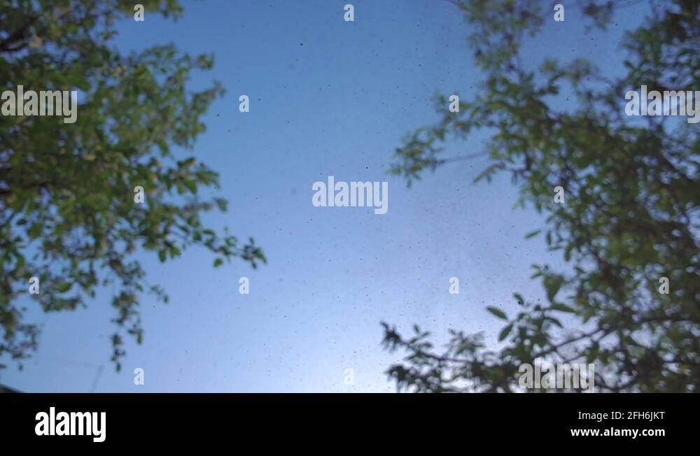 Dust flies Stock Videos & Footage - HD and 4K Video Clips - Alamy