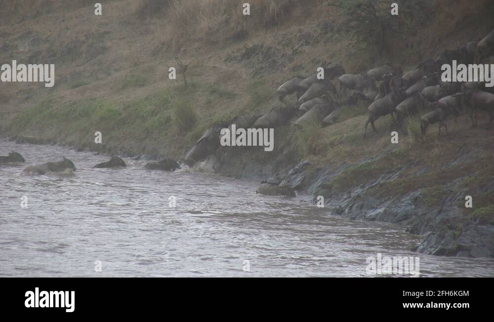 Wildebeest or gnu crossing the mara river Stock Videos & Footage - HD ...
