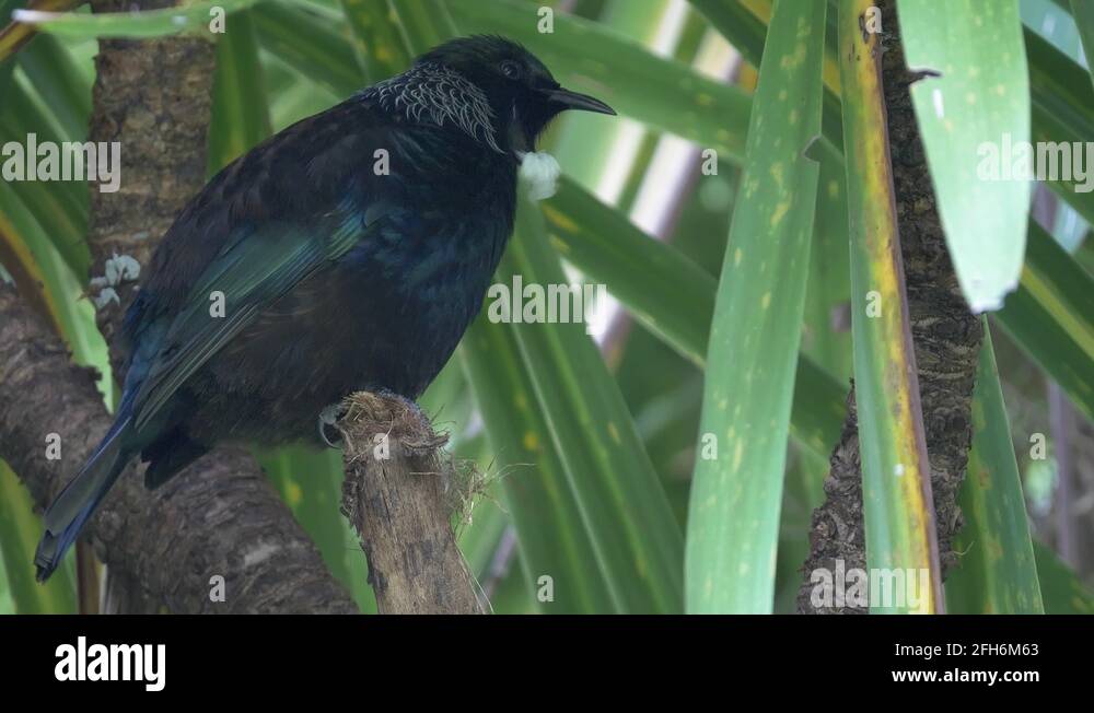 Maori cloak new zealand Stock Videos & Footage - HD and 4K Video Clips ...