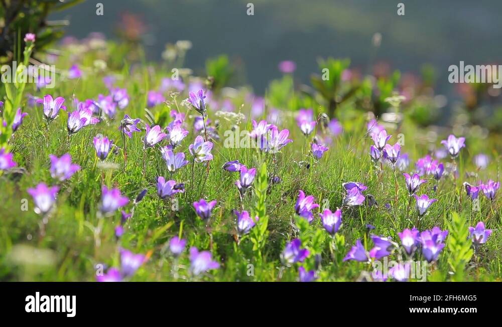 Plants of the alpine Stock Videos & Footage - HD and 4K Video Clips - Alamy