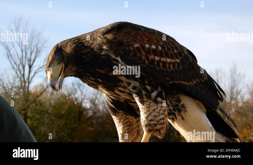 Predator prey display Stock Videos & Footage - HD and 4K Video Clips ...