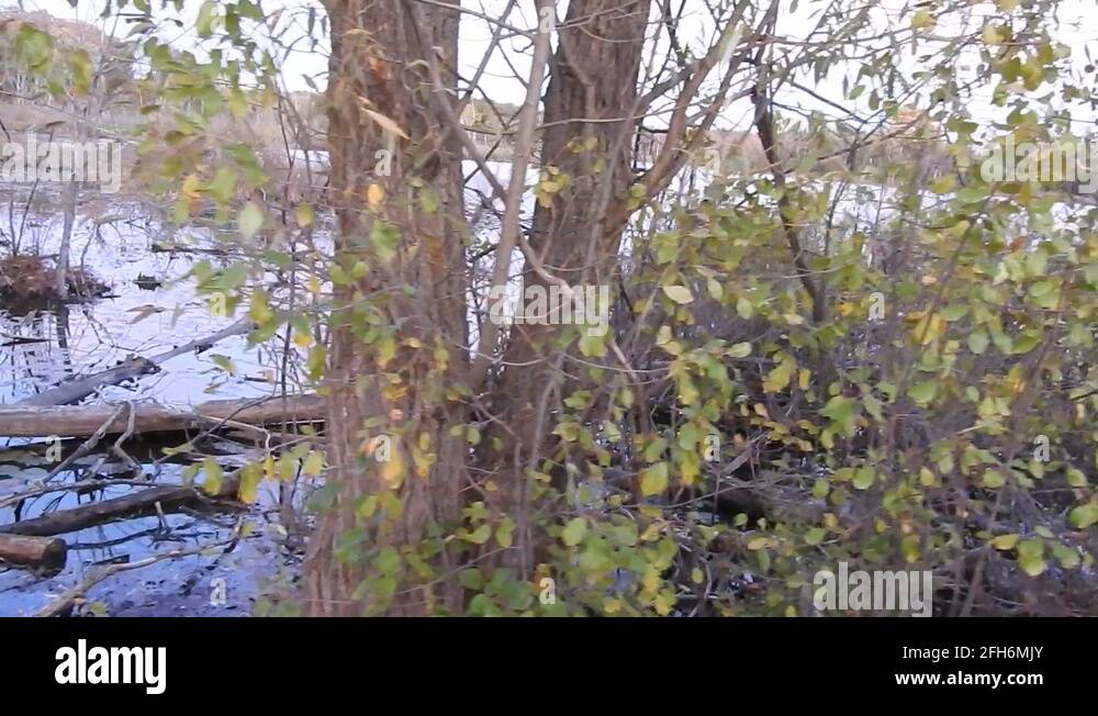 Fallen down trees Stock Videos & Footage - HD and 4K Video Clips - Alamy