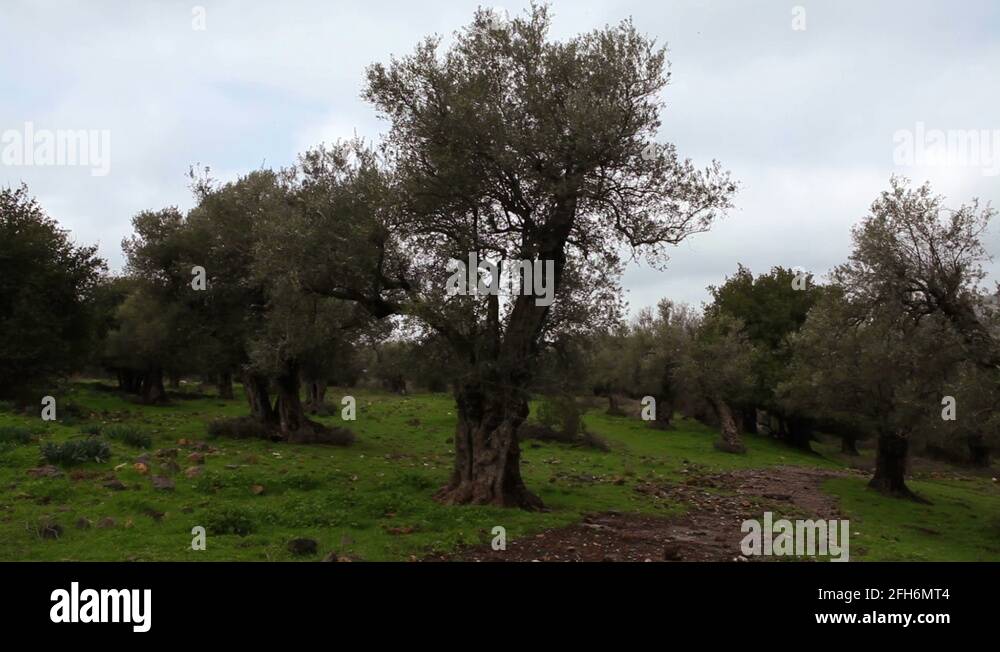Olive trees israel Stock Videos & Footage - HD and 4K Video Clips - Alamy
