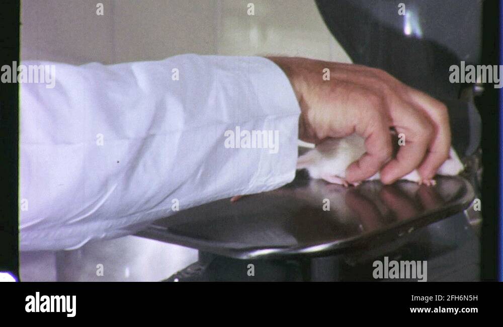 1960s LAB RAT Scientist Mouse Science Animal Experiment Vintage Retro ...