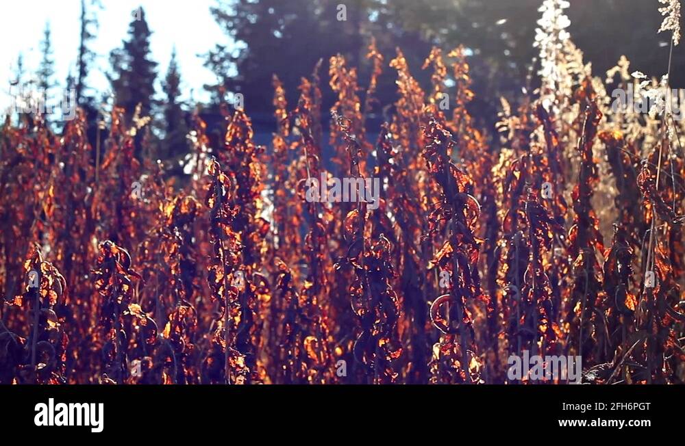 White fireweed Stock Videos & Footage - HD and 4K Video Clips - Alamy