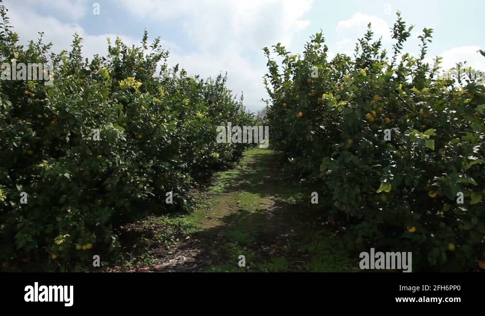 lemon tree orchard rows in Israel Stock Video Footage - Alamy